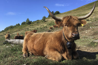 Capanna Stallone – Alpe Cardada – 1486m – Ticino – Switzerland